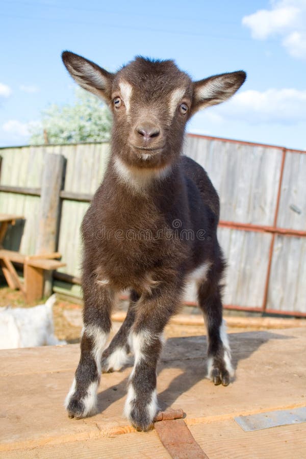 The young goatling. stock image. Image of ranch, livestock - 9375833
