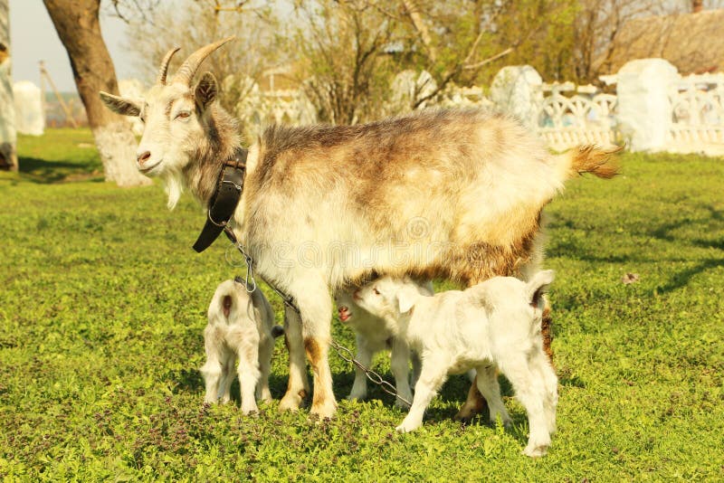 Young goatling stock photo. Image of countryside, pasture - 53372584