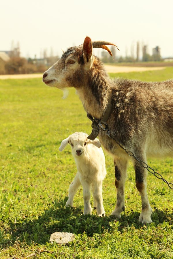 Young goatling stock photo. Image of friend, goatling - 54899174