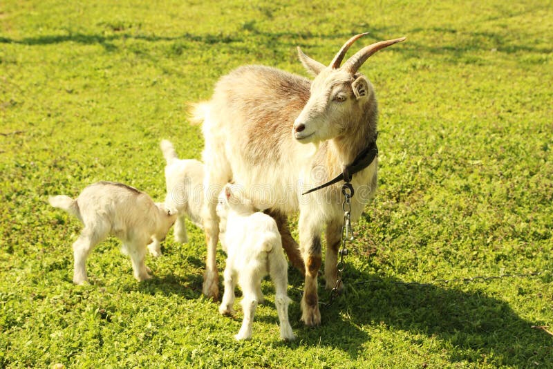 Young goatling stock photo. Image of baby, mother, agriculture - 56126520