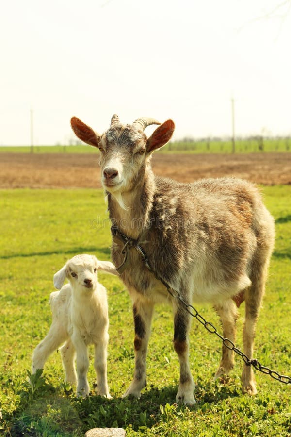Young goatling stock photo. Image of agriculture, baby - 57573096