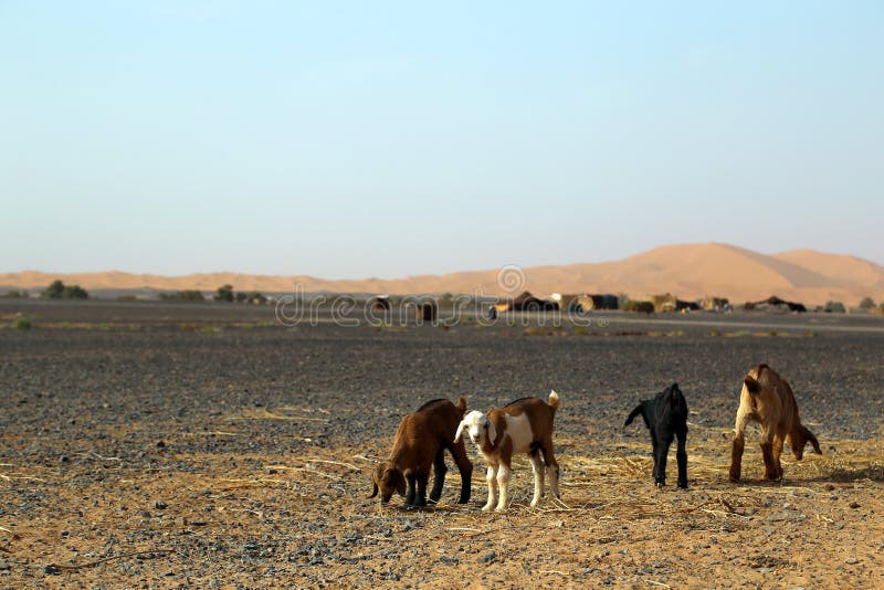 Young Goats at a Berber Nomad Camp in the Sahara Desert in Morocco ...