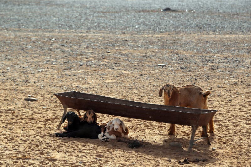 Young Goats at a Berber Nomad Camp in the Sahara Desert in Morocco ...