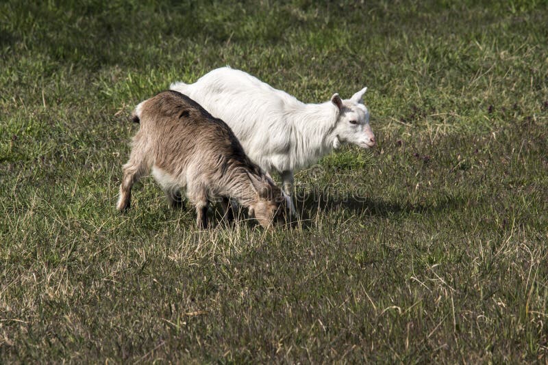 Young Goats. Capra Aegagrus Hircus Stock Photo - Image of domestic ...