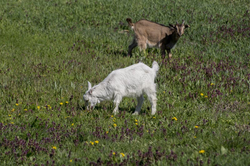 Young Goats. Capra Aegagrus Hircus Stock Image - Image of outdoor ...