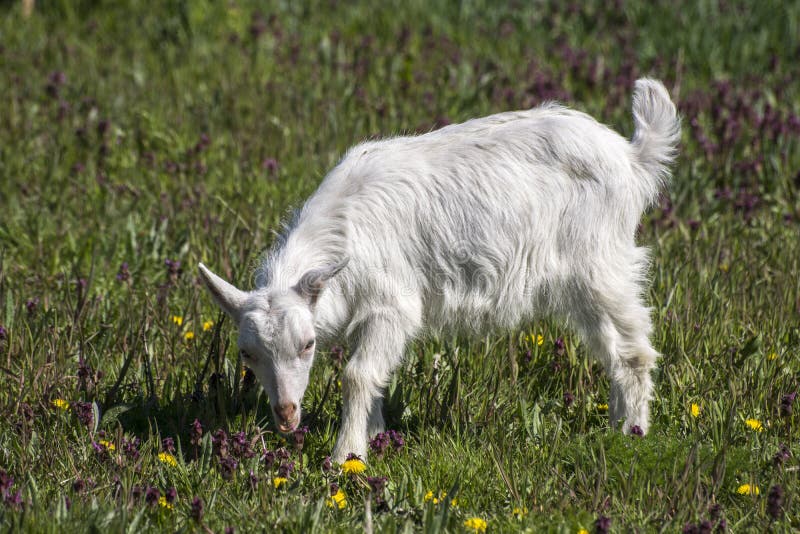 Young Goats. Capra Aegagrus Hircus Stock Image - Image of agriculture ...