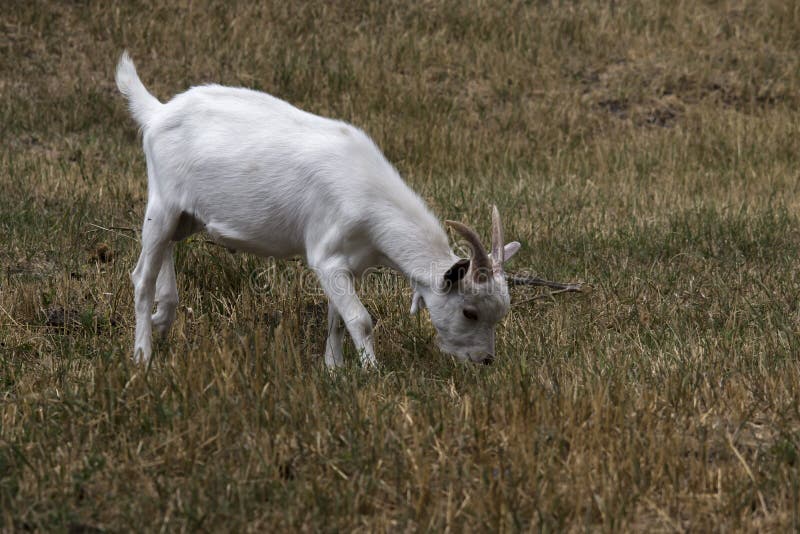 Young Goats. Capra Aegagrus Hircus Stock Photo - Image of furry, farm ...