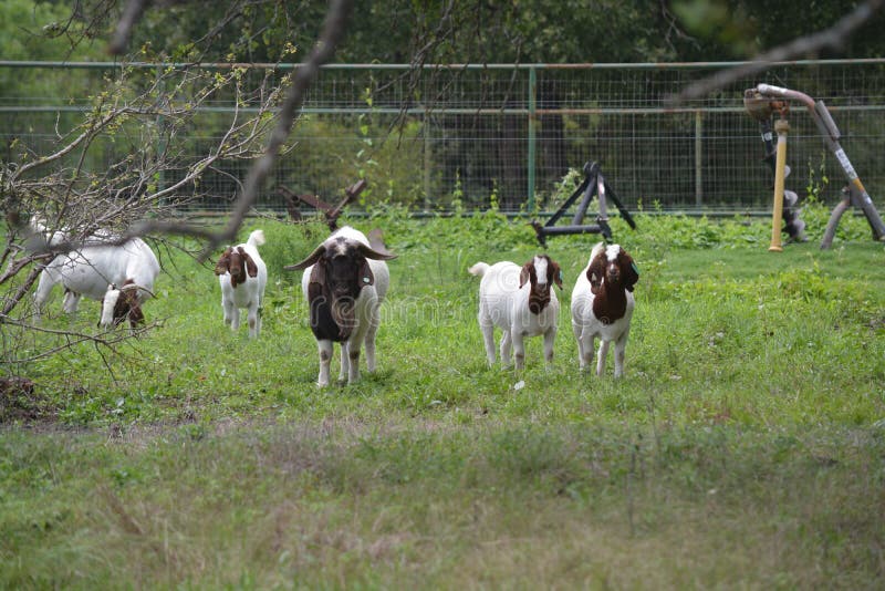 Young goats on farm stock photo. Image of goats, farm - 77045978
