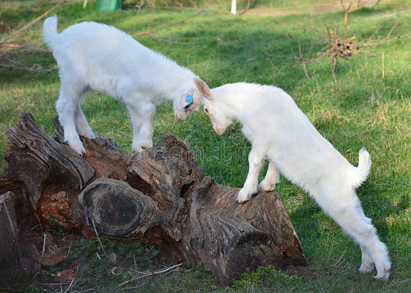 Young goats in the park stock image. Image of goats - 354307291
