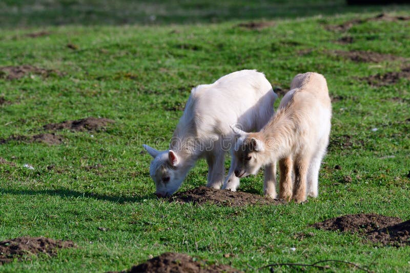Young goats in the pasture stock image. Image of goat - 143514675