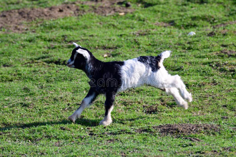 Young goats in the pasture stock photo. Image of livestock - 143514522