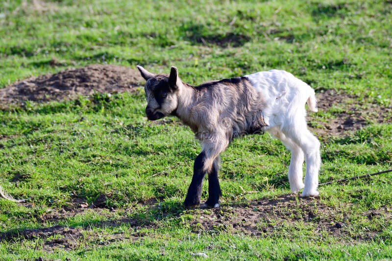Young goats in the pasture stock image. Image of animals - 143514613
