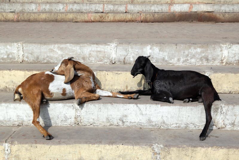 Young Goats on the Steps of a Stone Staircase Stock Image - Image of ...