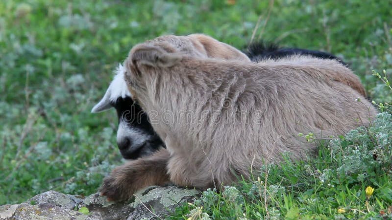 Cute Little Goatling Stock Footage & Videos - 194 Stock Videos