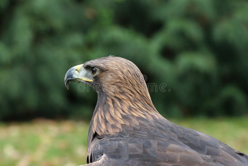 Young Golden Eagle Portrait Stock Image - Image of falconry, hunter ...