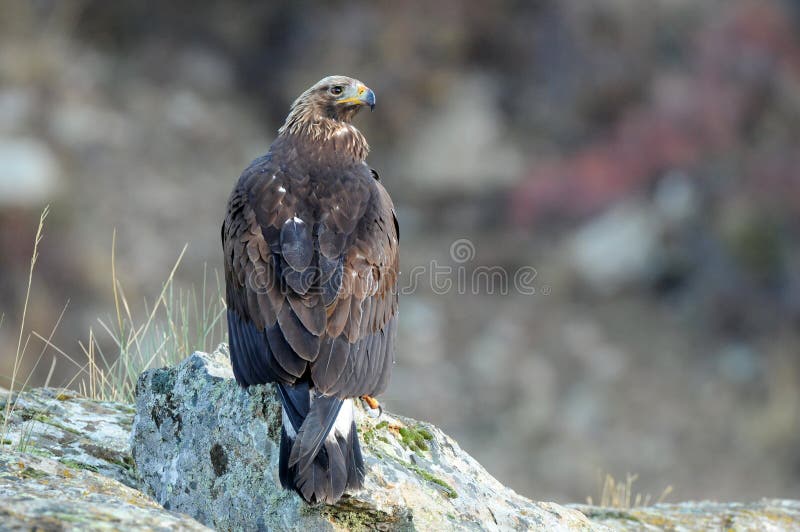 Golden Eagle Prepares To Eat Carrion Fox Stock Photos - Free & Royalty ...