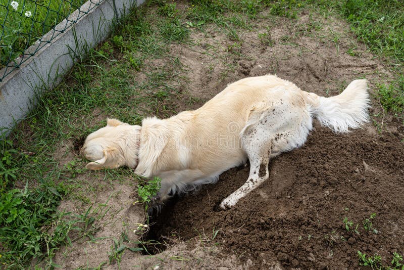 A Young Golden Retriever is Digging a Big Hole in the Grass in the ...