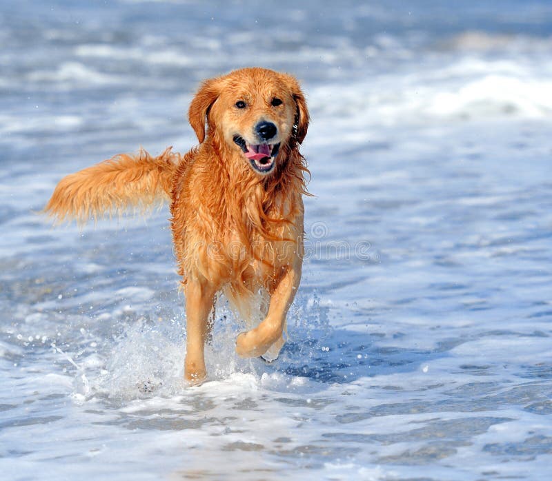Young Golden Retriever Running Stock Photo - Image of drop, pool: 28288344