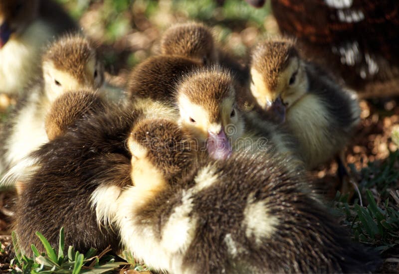 Young Goose Focus on Foreground Stock Image - Image of fluffy ...