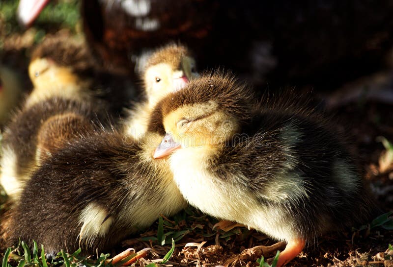 Young Goose Focus on Foreground Stock Image - Image of cute, cairina ...