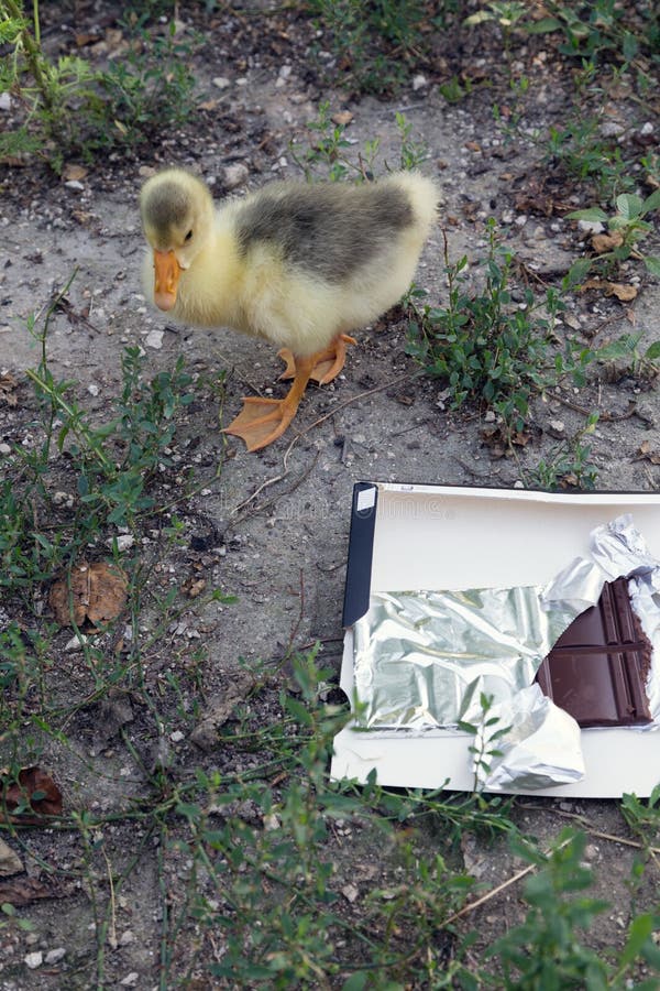 Young Goose Chocolate Backyard Stock Photos - Free & Royalty-Free Stock ...