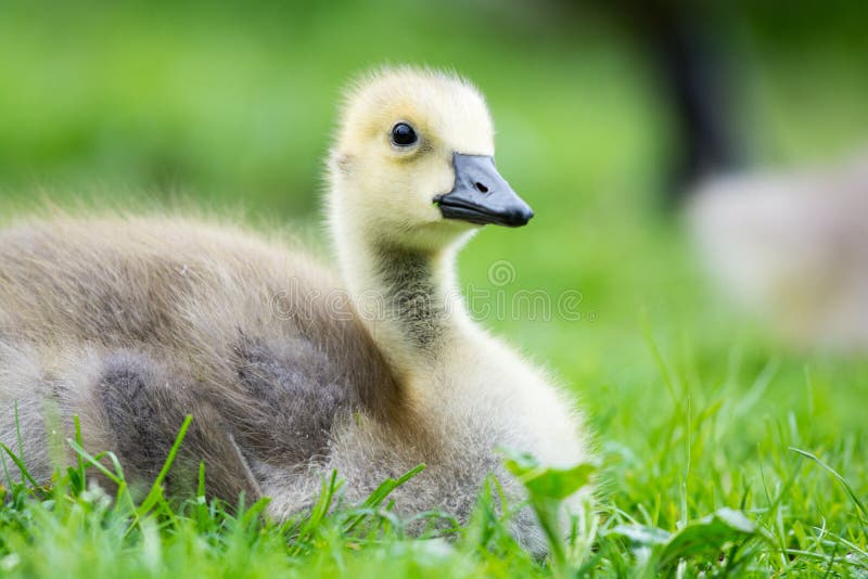 Young goose stock photo. Image of baby, canadensis, yellow - 31518860