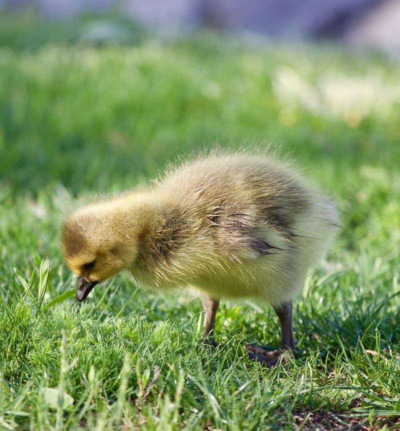 Young Goose is Searching Something Stock Image - Image of child, teach ...