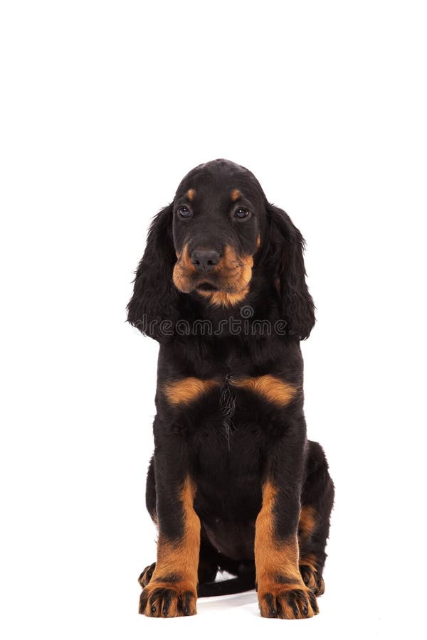 Front View of Gordon Setter Dog, Sitting Stock Photo - Image of away ...