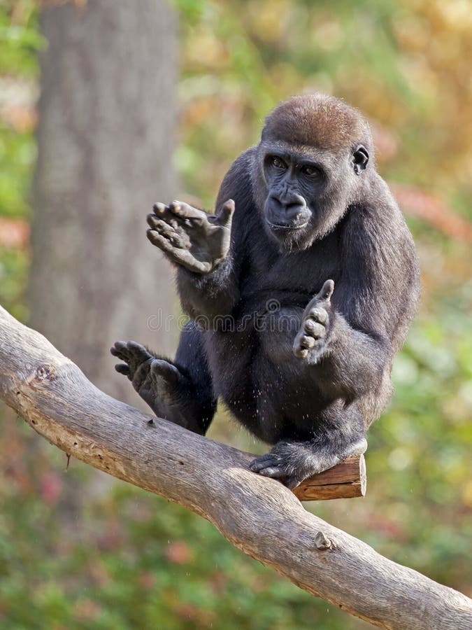Young Gorilla Clapping Hands Stock Image - Image of nature, forest ...