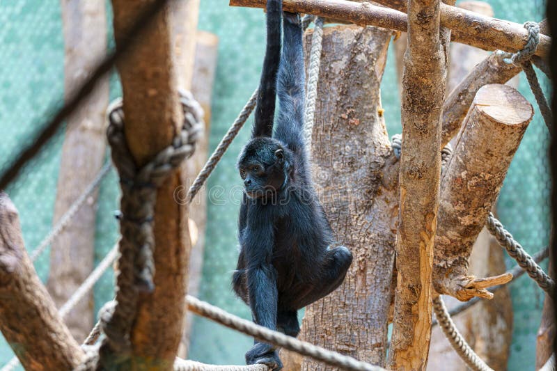 Young Gorilla Swinging Joyfully on Ropes in an Enriched Habitat during ...