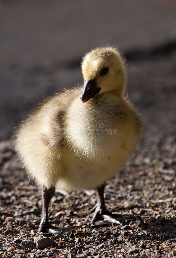 Young Gosling stock image. Image of yellow, tilts, chick - 41001577