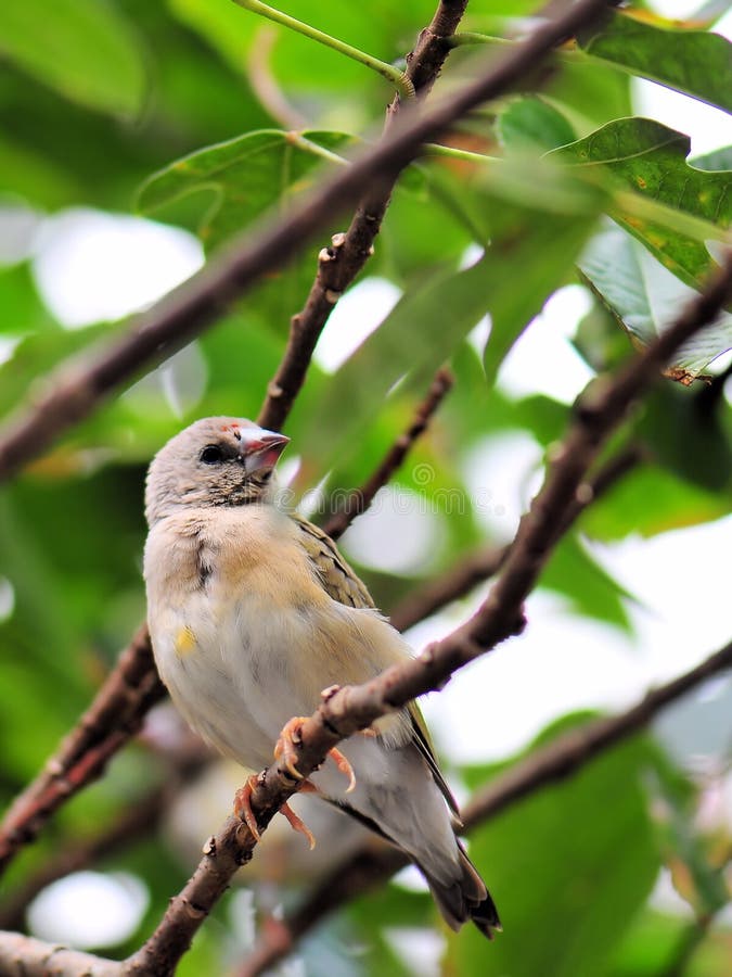 Young Finch bird stock photo. Image of park, tanagers - 24813788
