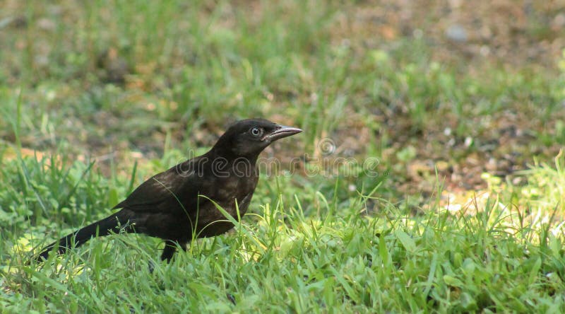 Young Grackle in Parking Lot Stock Image - Image of bird, yellow: 61933389