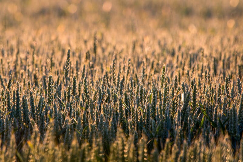 Growing wheat stock photo. Image of spikelets, bread - 118369836