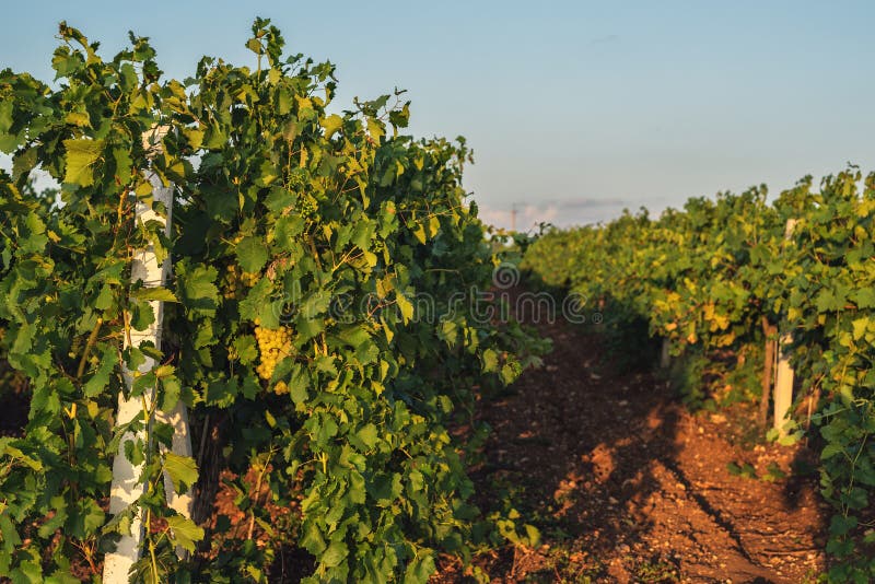 Young Grape Bushes in the Vineyard in the Rays of the Setting Sun in ...