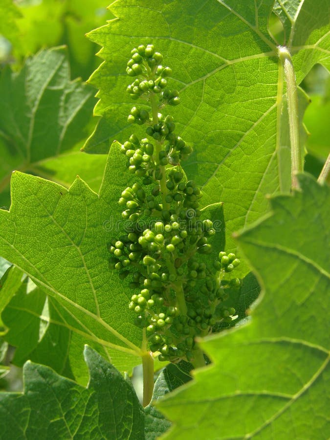 Young Grape Vines Winery Plantation Fruit Plants Stock Photo - Image of ...