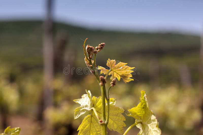 Young Grape Leaves in Spring Time Stock Image - Image of fresh, farming ...