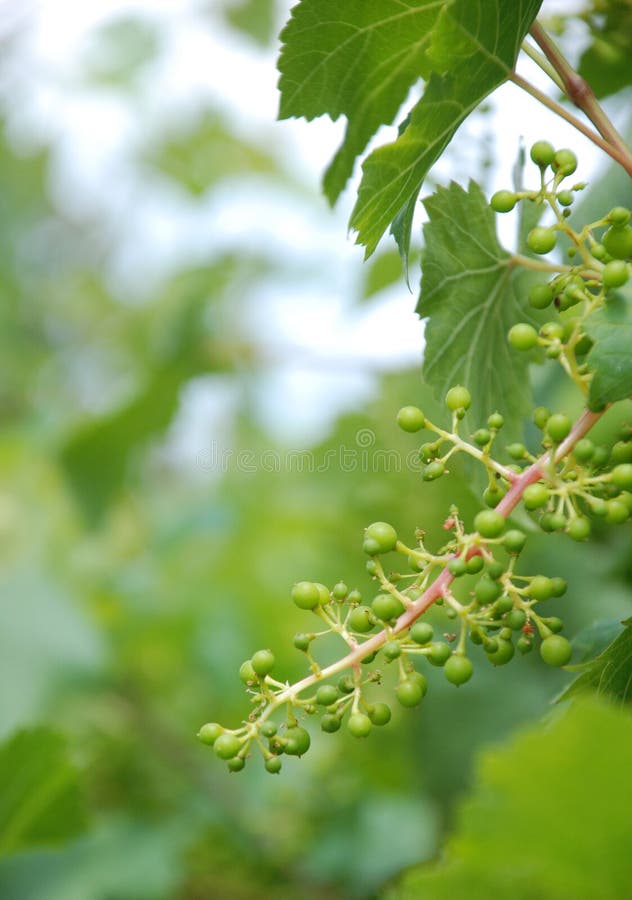 Young grape stock image. Image of closeup, branches, grapes - 31951963