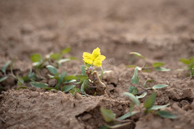 Young Grape Seedling in Ground, Vine Sapling in the Soil Stock Image ...