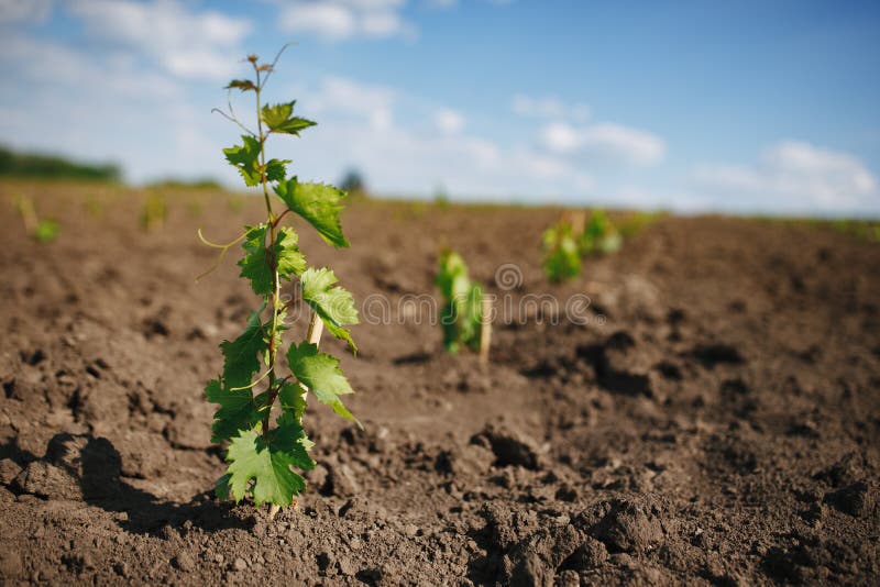 Young Grape Seedling in a Spring Ground Stock Photo - Image of graft ...