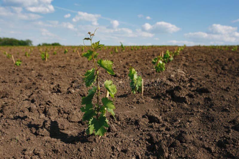 Young Grape Seedling in a Spring Ground Stock Image - Image of seasonal ...