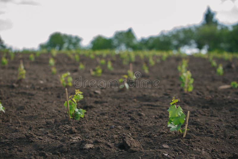 Young Grape Seedling in a Spring Ground Stock Photo - Image of harvest ...