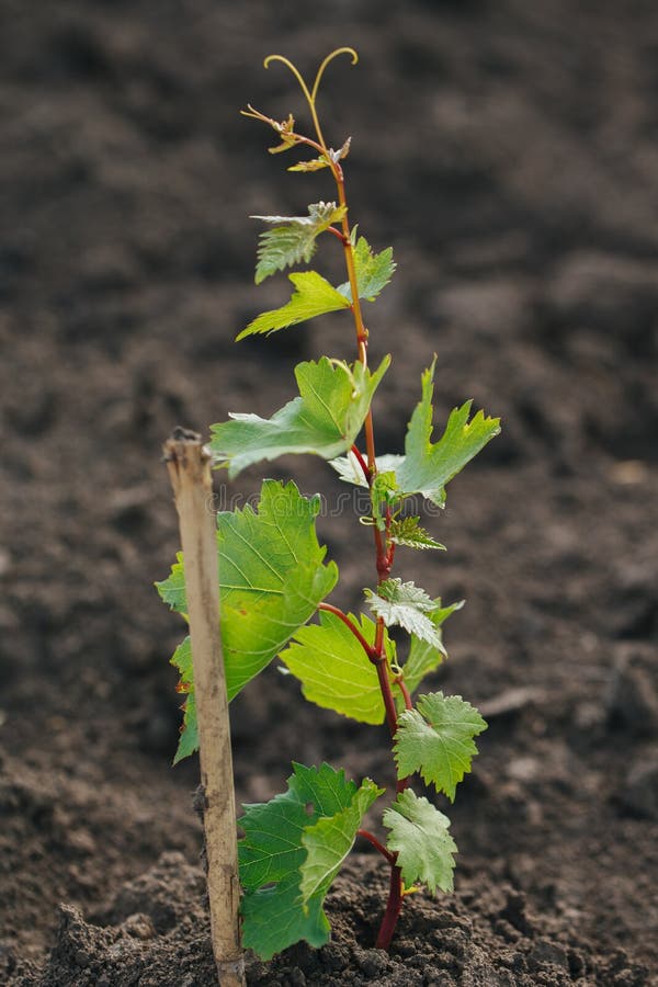 300 Small Grape Seedling Stock Photos - Free & Royalty-Free Stock ...