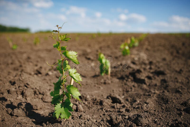 Young Grape Seedling in a Spring Ground Stock Photo - Image of harvest ...