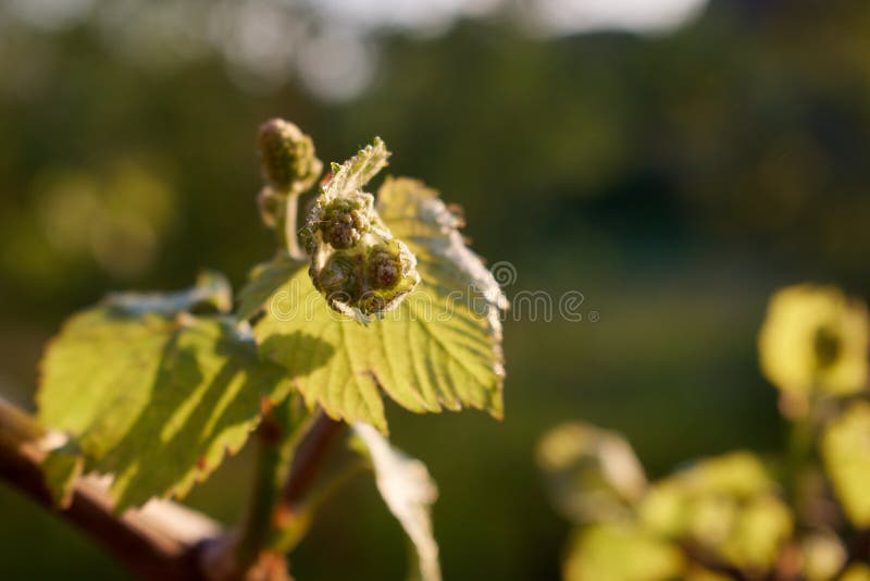Young Grape Shoot Shot Close-up Stock Image - Image of flora, leaf ...