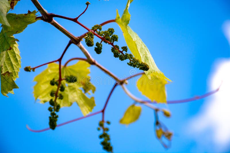 Young Grape Vine With Small Green Grapes On Blue Sky Background Stock ...