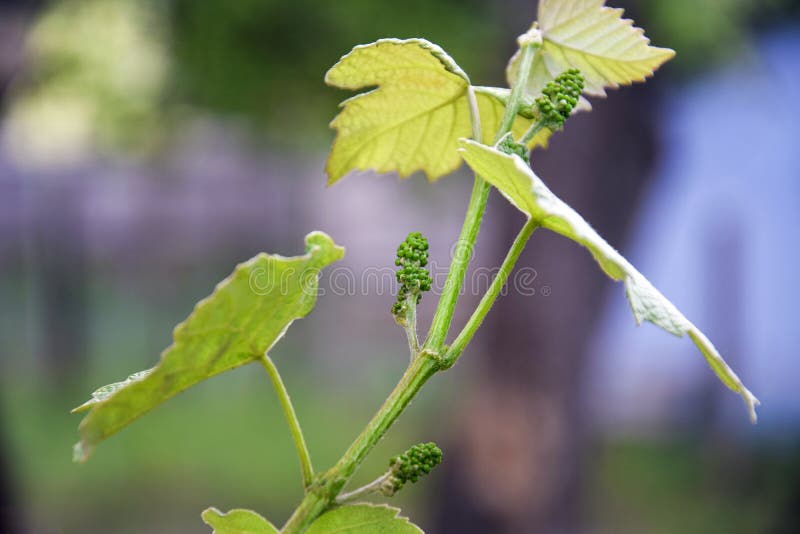Young Grape Vine with Small Green Grapes on Blurred Background. Buds ...
