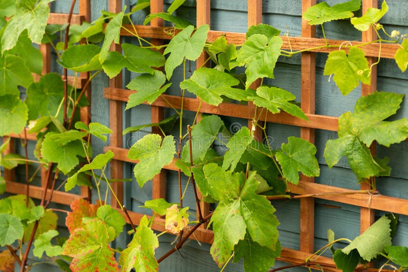 Young Grape Vines on a Wooden Trellis Structure in Garden Stock Image ...