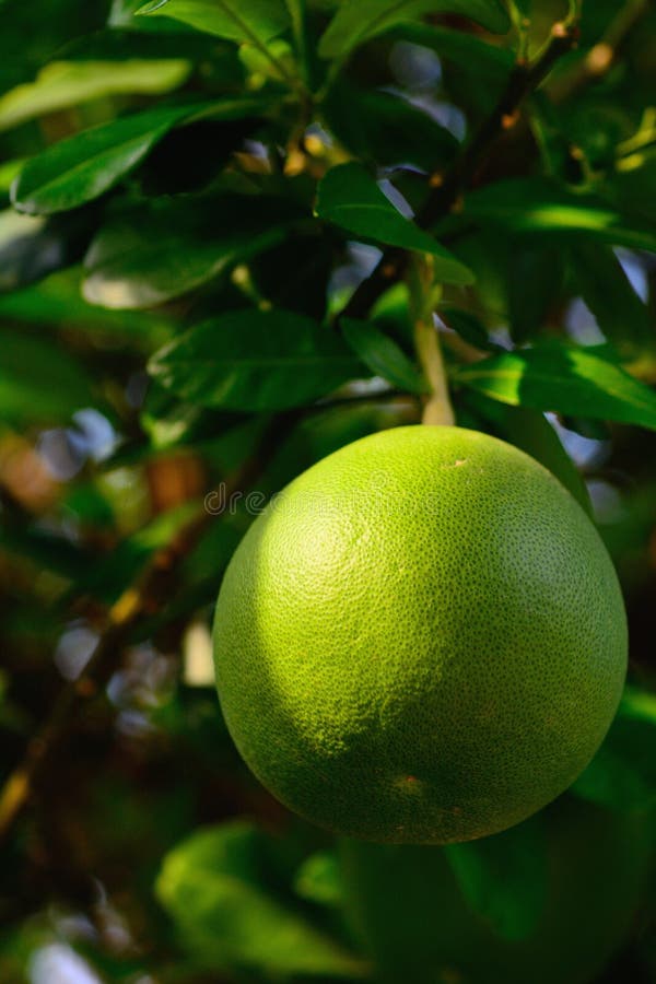 Young Grapefruit on the Tree in the Garden Stock Image - Image of ...