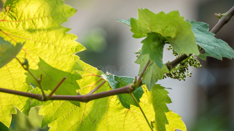 Young Grapes Forming stock image. Image of grapevine - 85909341